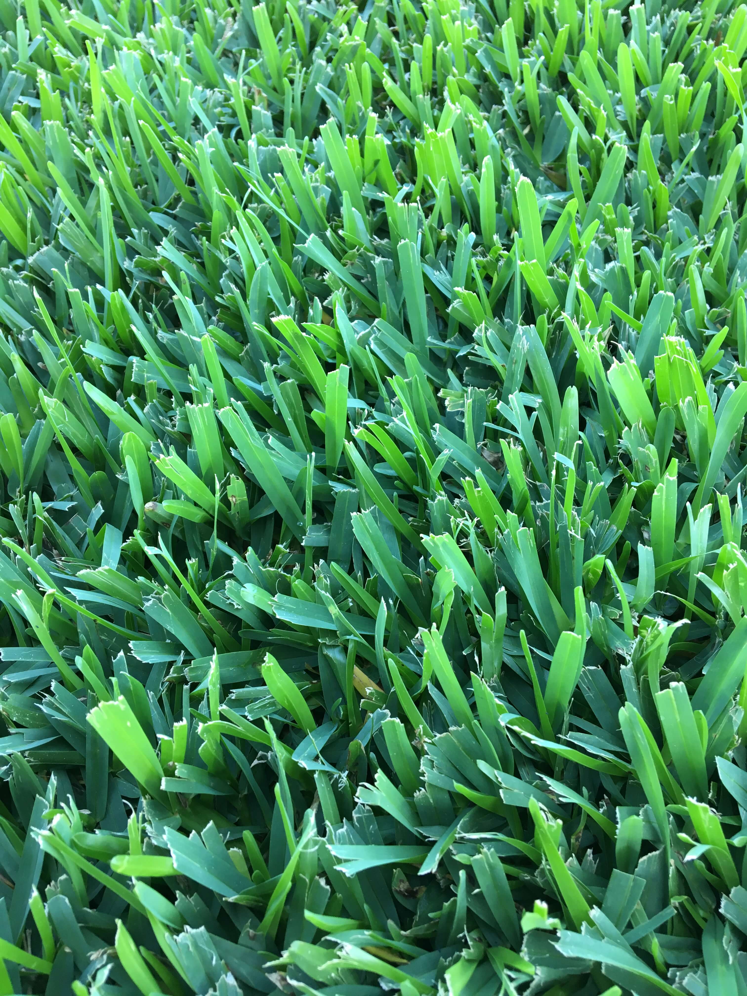 Matilda Soft Leaf Buffalo Turf Sydney | D & V Turf Supplies
