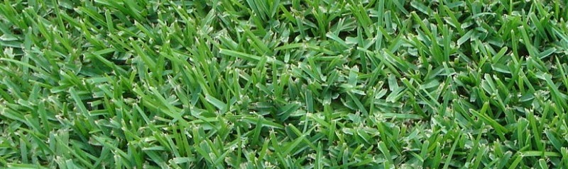 Shademaster Soft Leaf Buffalo Turf Penrith & Sydney